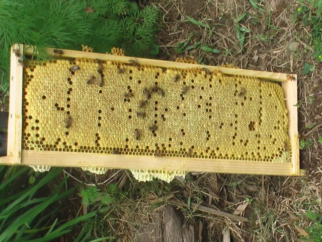 Pretty Brood Pattern | Beesource Beekeeping Forums