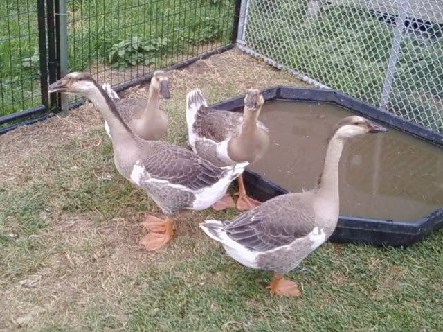 What Sex Are These African Geese Backyard Chickens Learn How