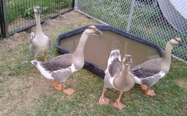 What Sex Are These African Geese Backyard Chickens Learn How