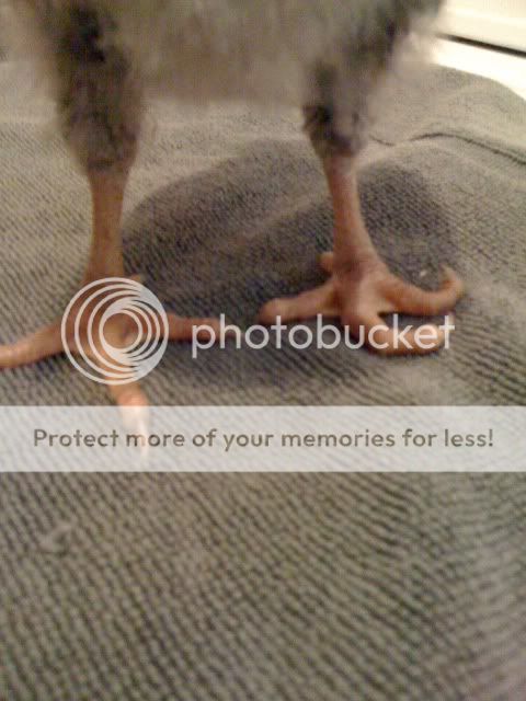 Crooked toes.. Pictures added!!! | BackYard Chickens - Learn How to ...