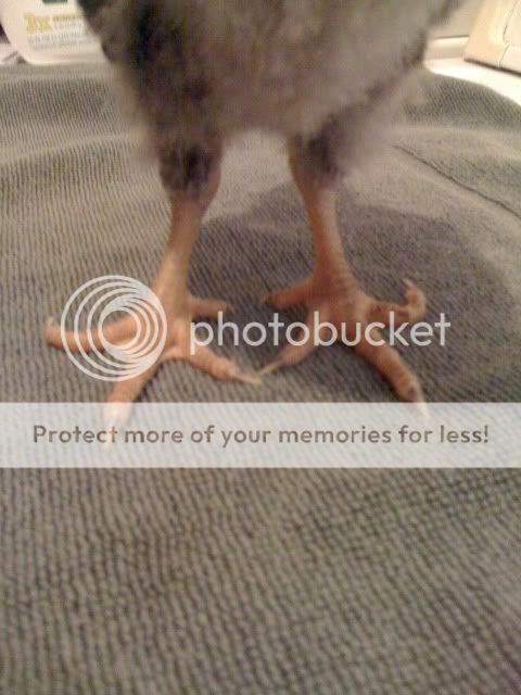 Crooked toes.. Pictures added!!! | BackYard Chickens - Learn How to ...