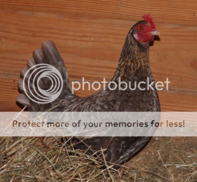 Wanted: Lemon Blue Old English Bantams | BackYard Chickens - Learn How ...