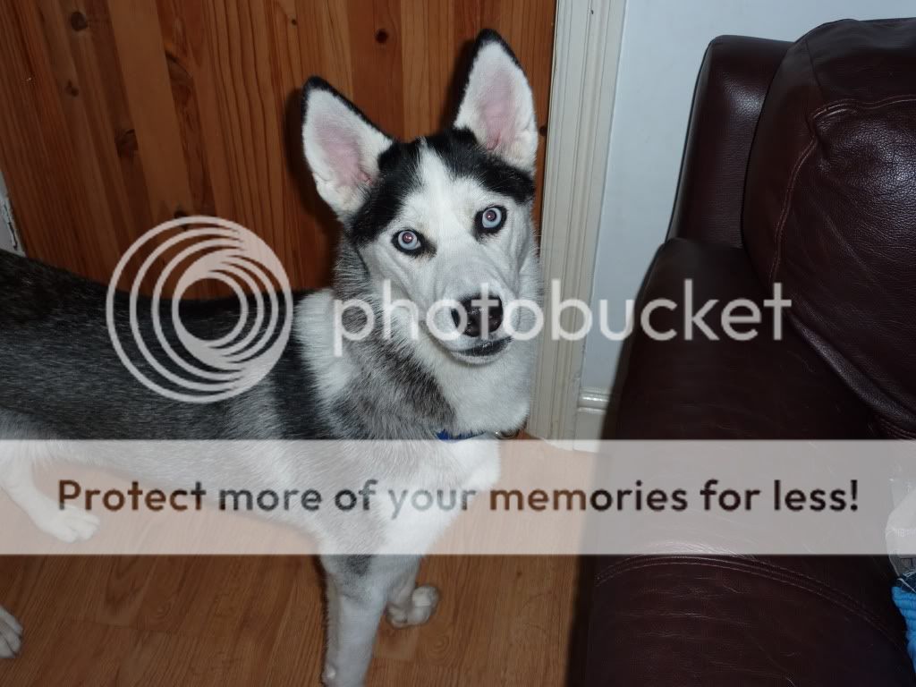 My Evil Husky | Reptile Forums