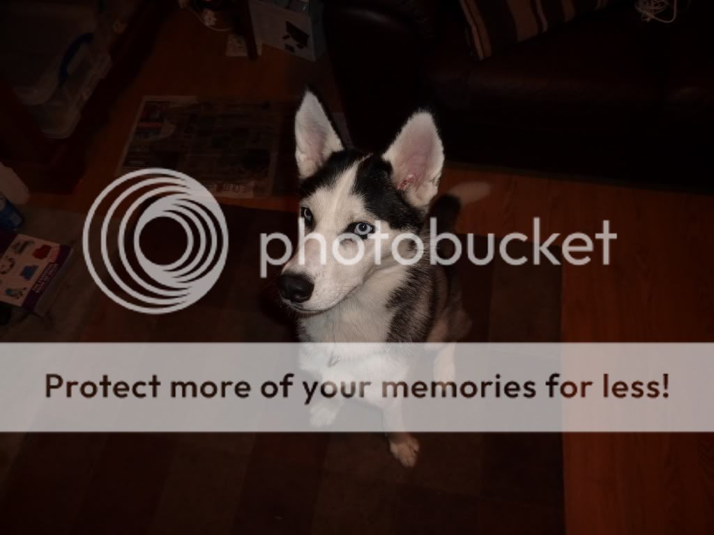 My Evil Husky | Reptile Forums