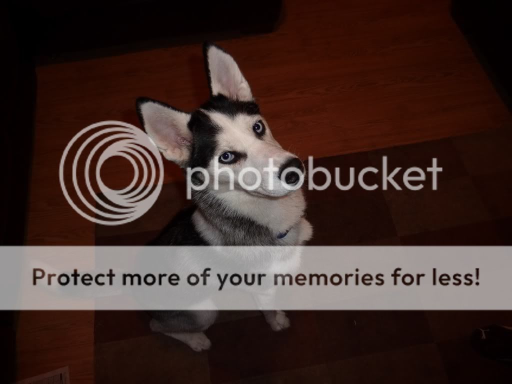 My Evil Husky | Reptile Forums