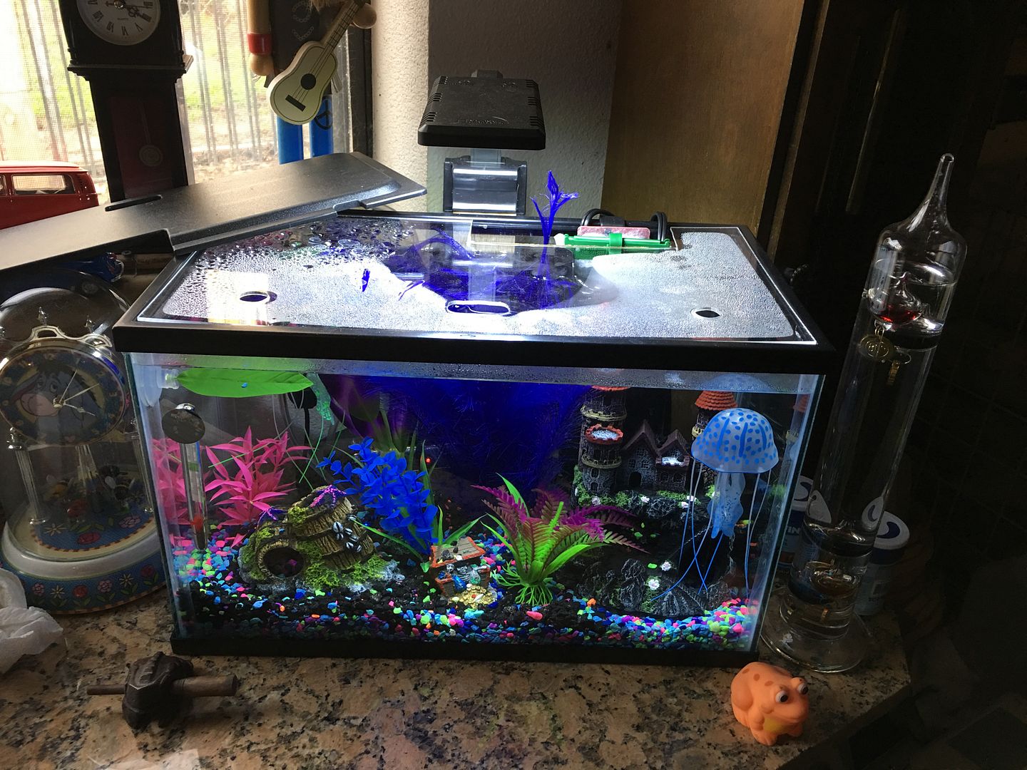 Max, the Betta. Or Betta Max. | Betta Fish Forum
