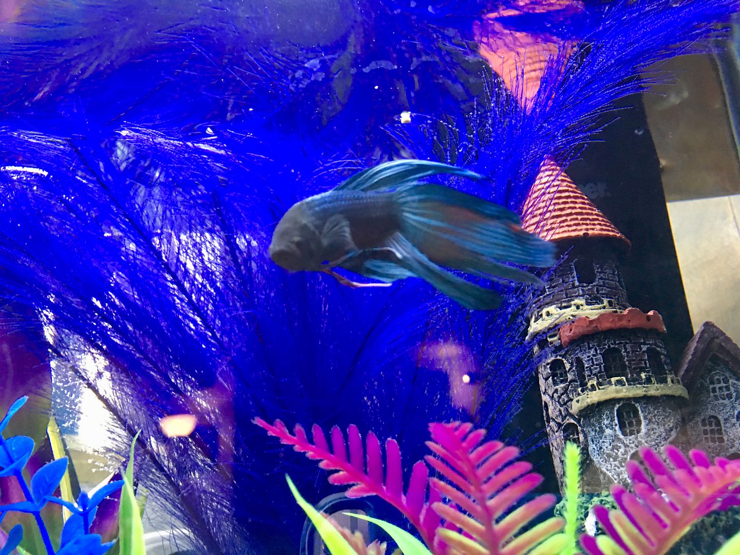 Max, the Betta. Or Betta Max. | Betta Fish Forum