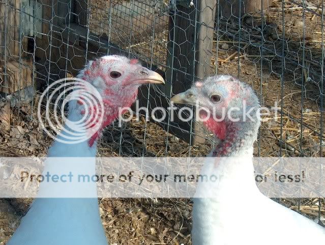 is my 5 week old turkey a boy or girl? pix | BackYard Chickens - Learn ...