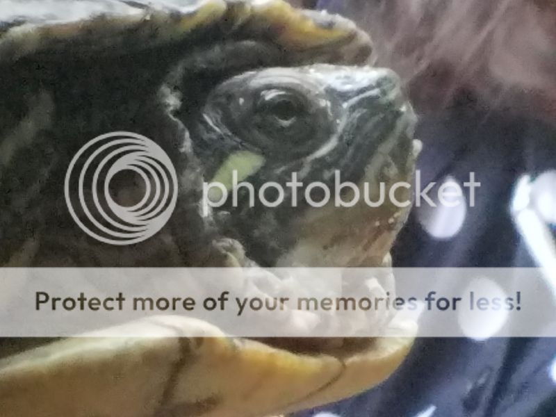 Mucus around the mouth of my RES - EMERGENCY CARE - Turtle Forum