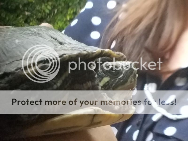 Mucus around the mouth of my RES - EMERGENCY CARE - Turtle Forum