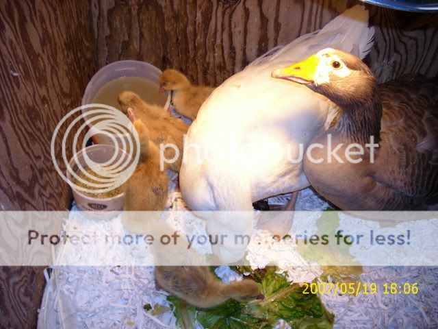 Goosey Goosey Gander - all growing up - Photo Heavy | Page 2 | BackYard ...