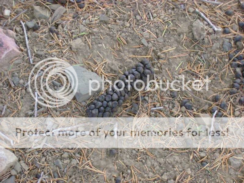 Do deer poop in clumps? | Utah Wildlife Forum