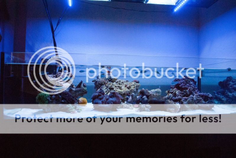 My new shallow water tank! (video) - Reef Central Online Community